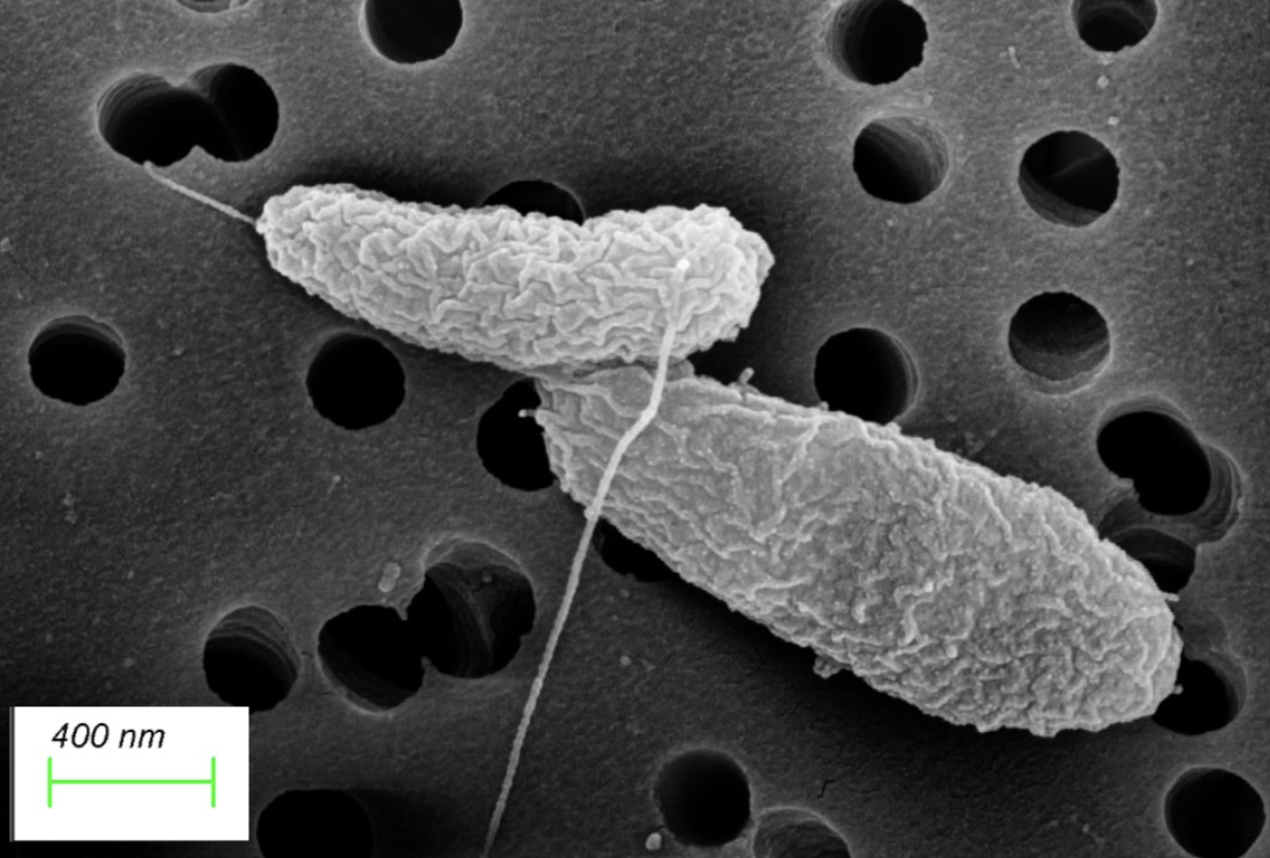 Investigating the sleeping state in bacteria - Catalyst Magazine